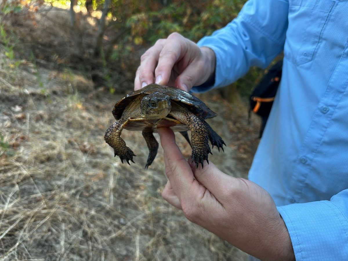 Here’s why researchers say you shouldn’t release your pet turtle into ...