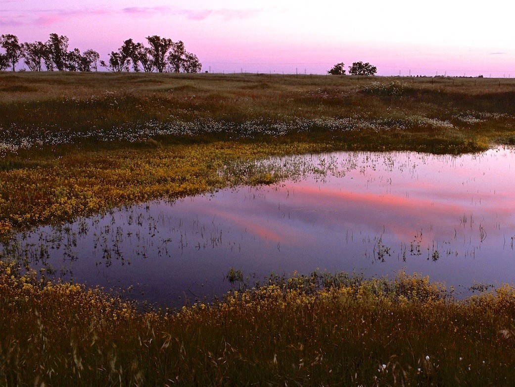 Seasonal rains bring Sacramento’s rare vernal pools back to life