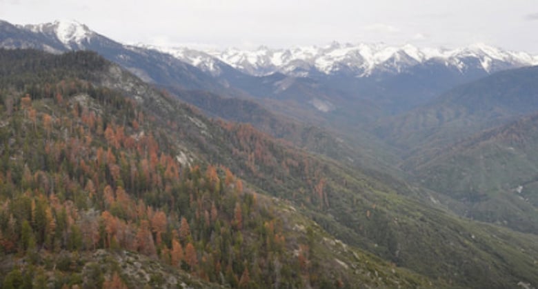 Forest Service: 66 Million Dead Trees In Sierra Nevada - capradio.org