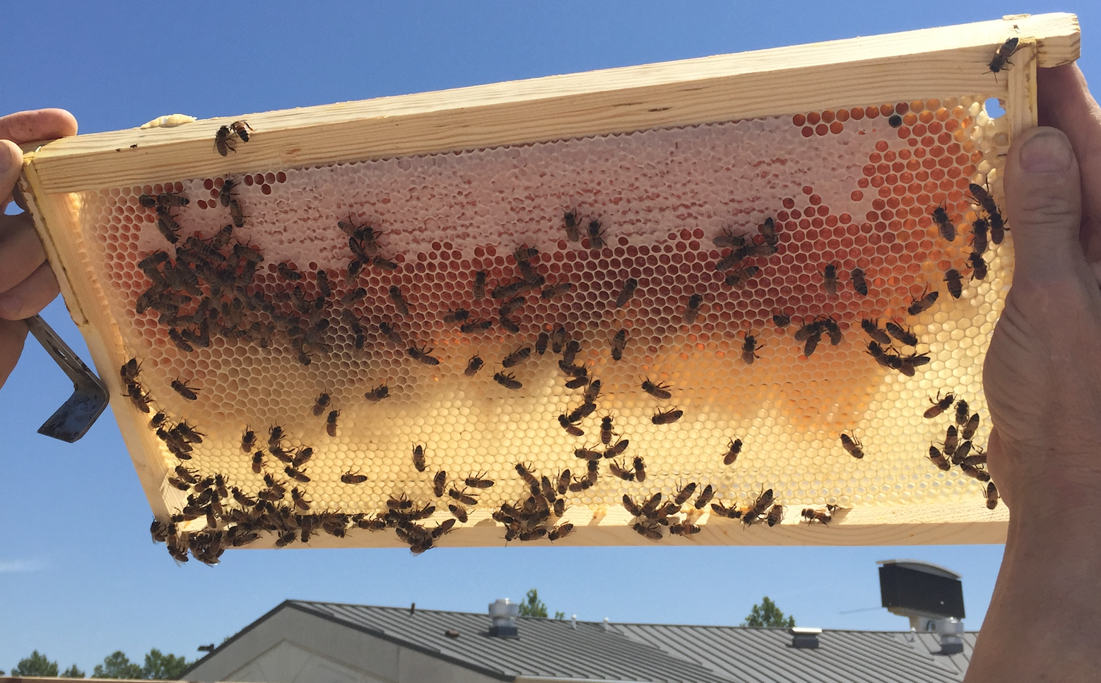 Experience the CapRadio Garden Honey Harvest - capradio.org