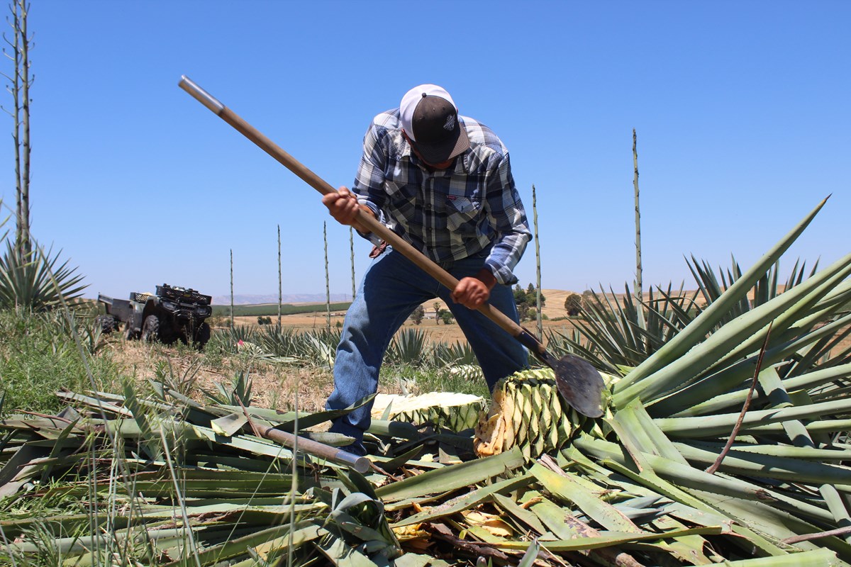 California farmers turn to agave amid drought conditions and climate ...