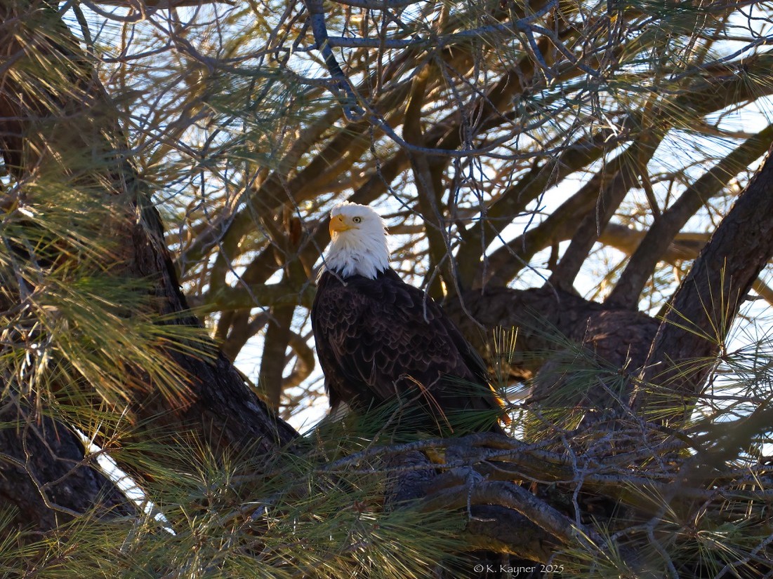 Here’s where to see nesting bald eagles by Lake Natoma