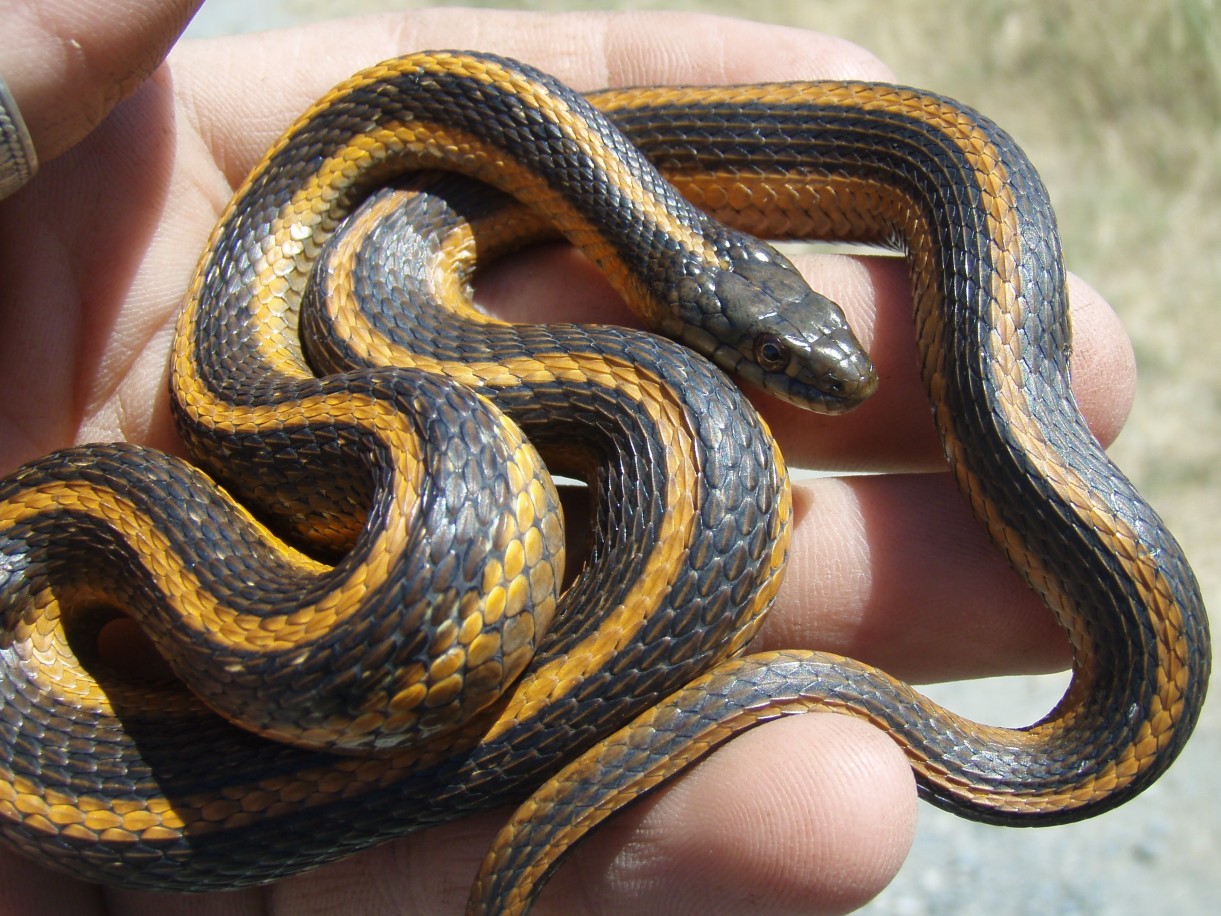 Why a local group wants to make the Central Valley’s giant garter snake ...