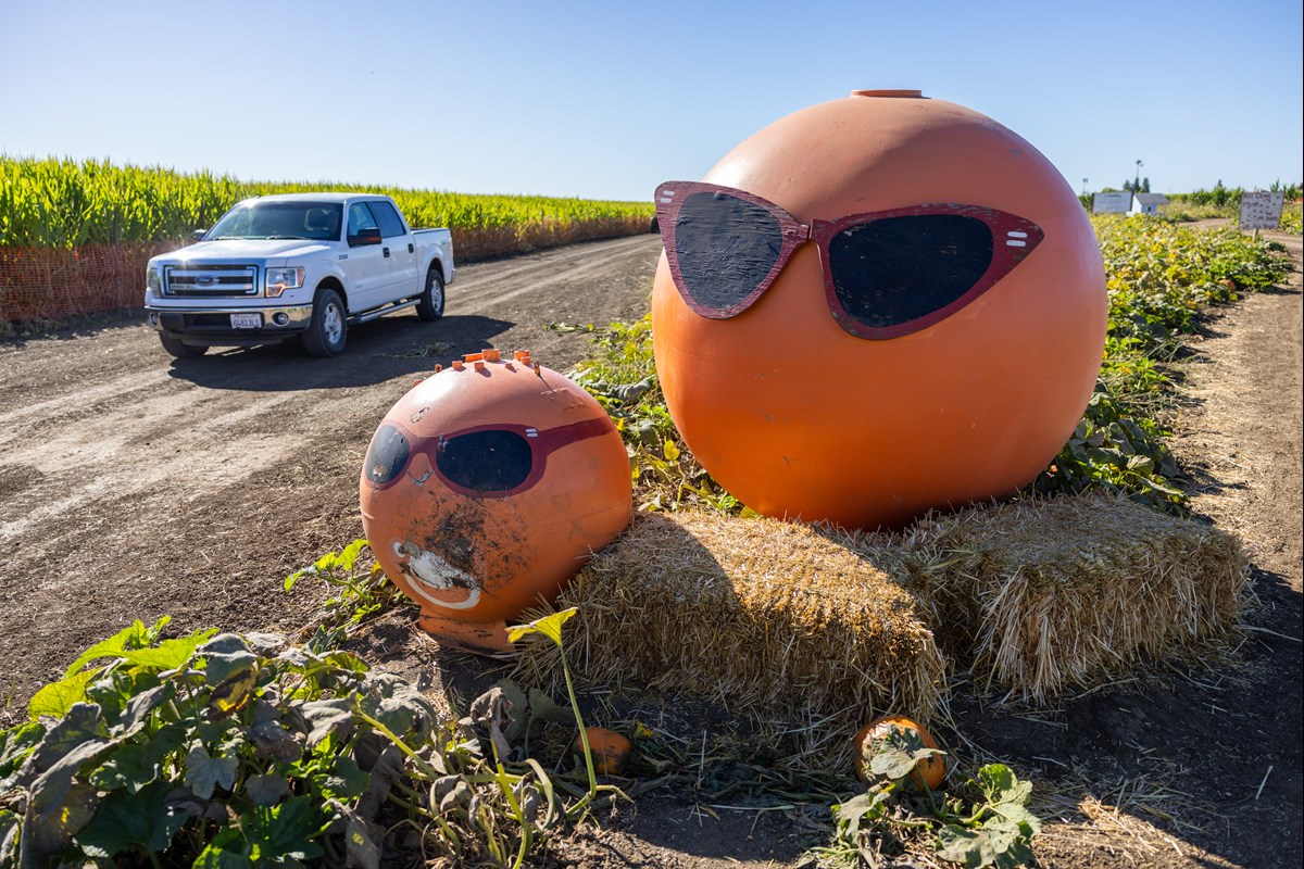Cool Patch Pumpkins in Dixon honors America’s farmers with one of the ...