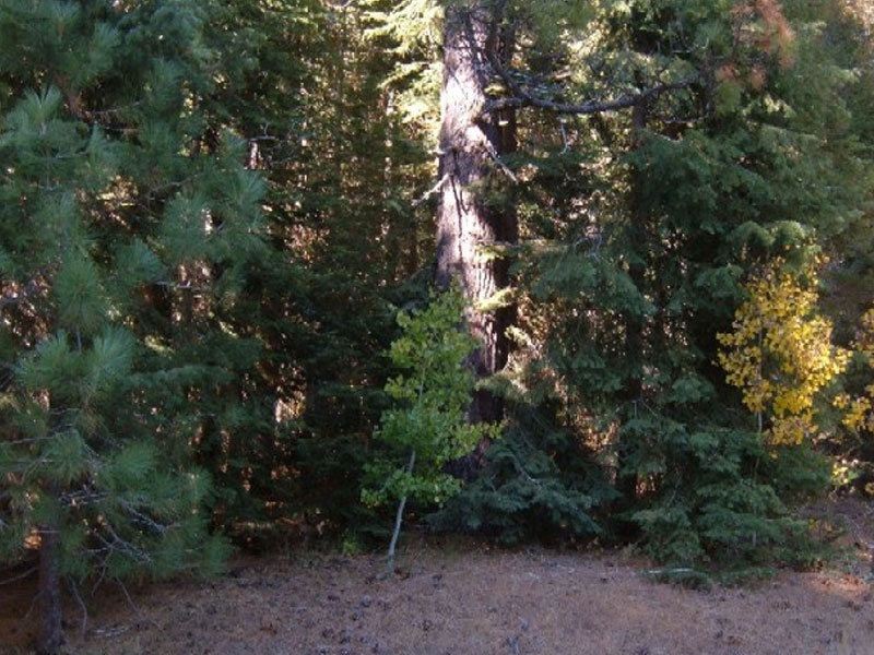 Forest Thinning Project Closure At North Lake Tahoe - capradio.org