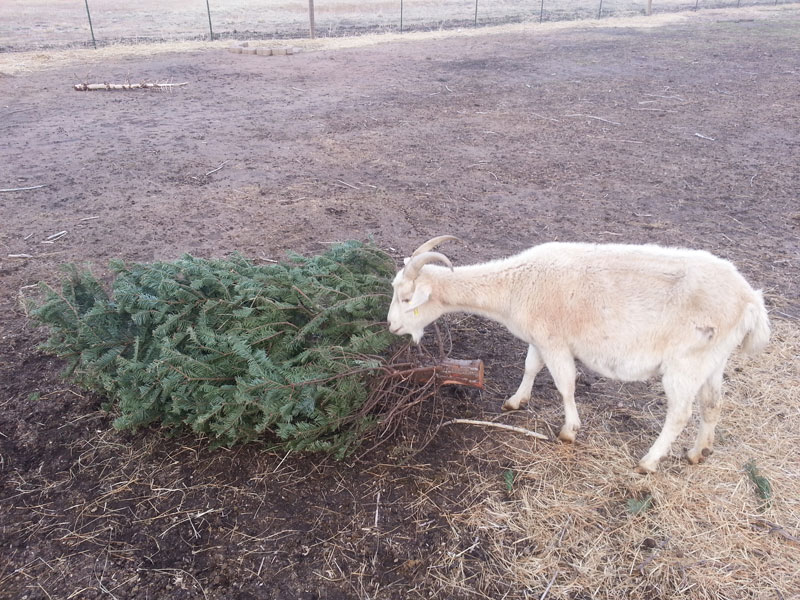 Goats Used For Christmas Tree Recycling - capradio.org