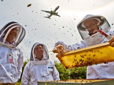 Bees On Planes, Cyborg Bacteria, NASA And The Civil Rights Movement ...