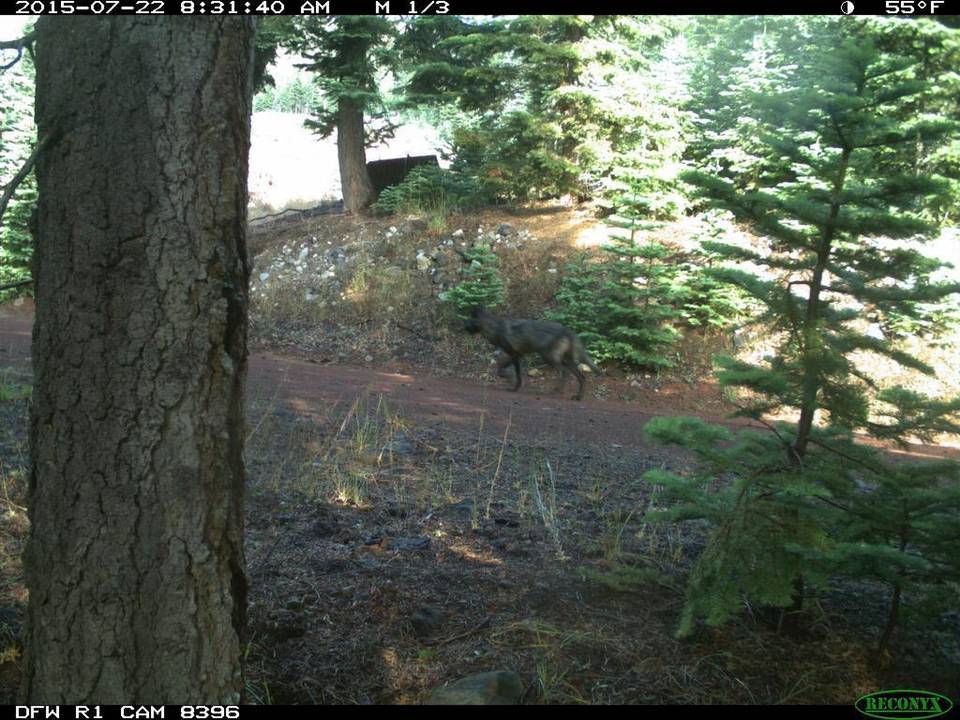 Camera Captures Lone Gray Wolf In Northern California's Wild - capradio.org