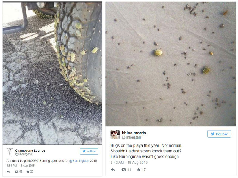 Bugs At Burning Man Create Lots Of Buzz - capradio.org