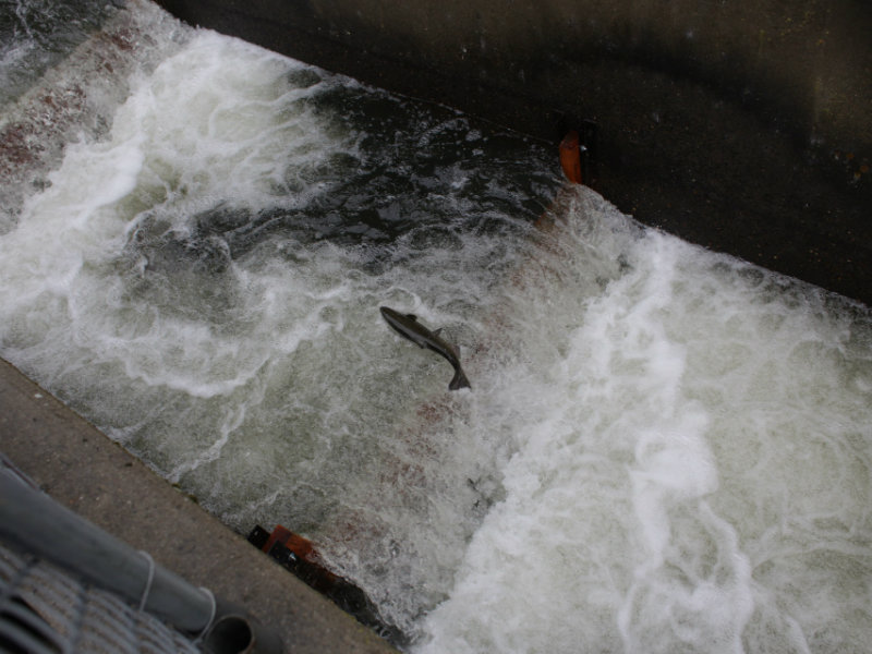 Fish Ladder Opens At American River Hatchery - capradio.org