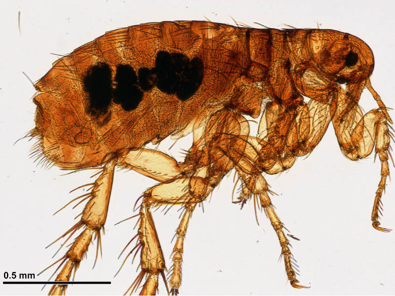 Plague Found In South Lake Tahoe - capradio.org