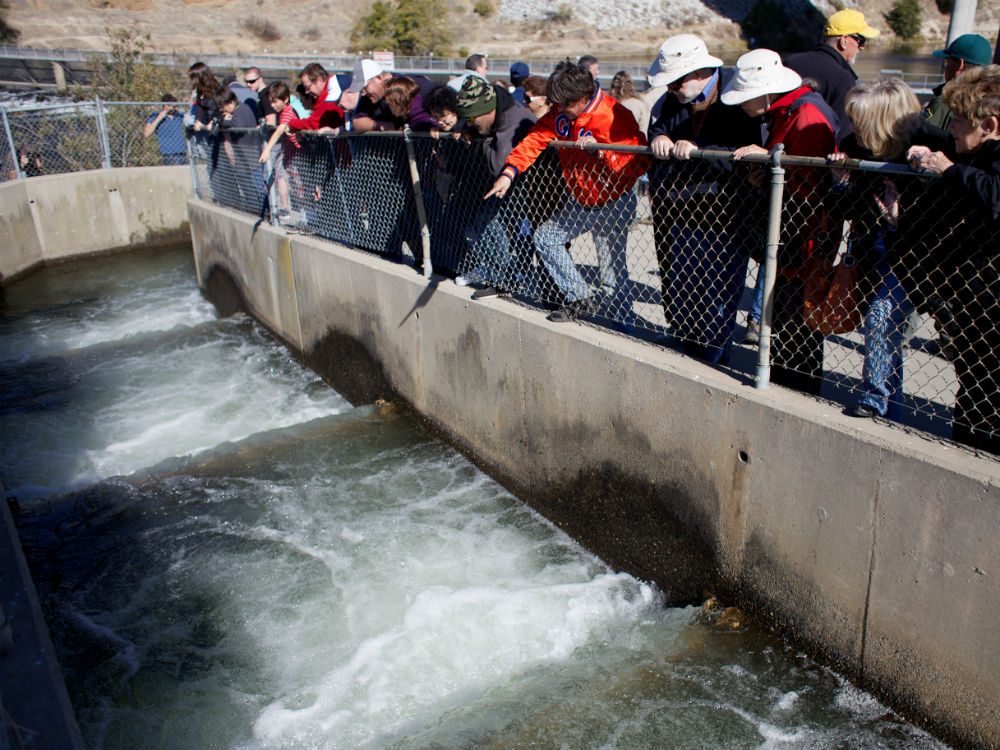 Nimbus Fish Ladder Opens - capradio.org