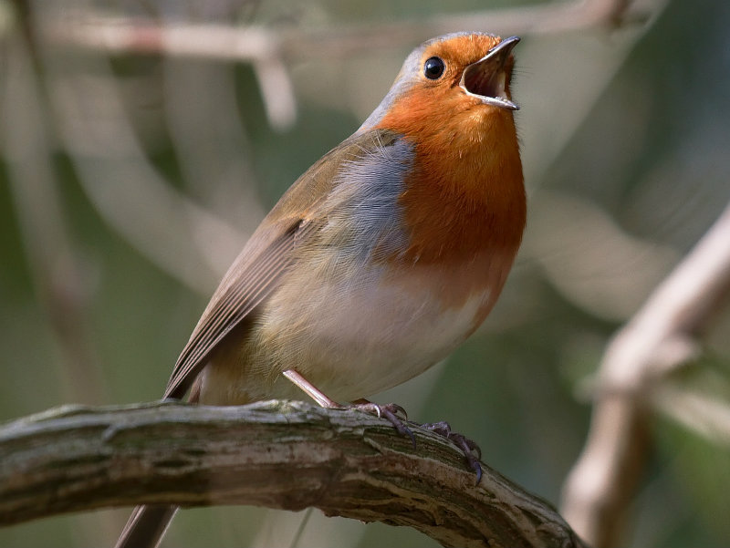 85 Songbirds Die While Being Smuggled Into United States - capradio.org