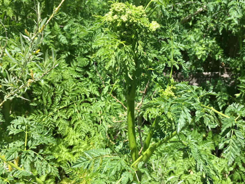 Washoe County Parks Officials Warn Of Poison Hemlock Outbreak ...